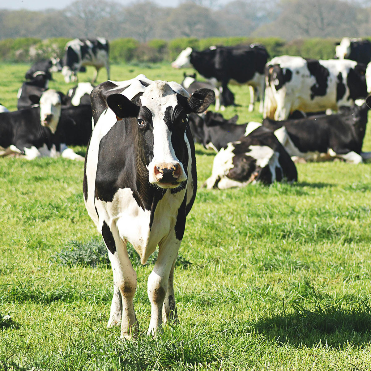 Circular economy in the meat industry