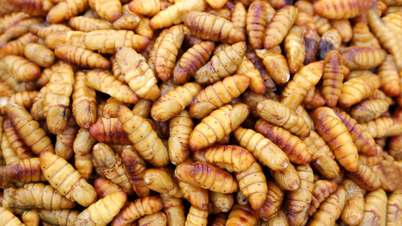 Alternative Proteins: Plant-Based, Insect & Lab-Grown