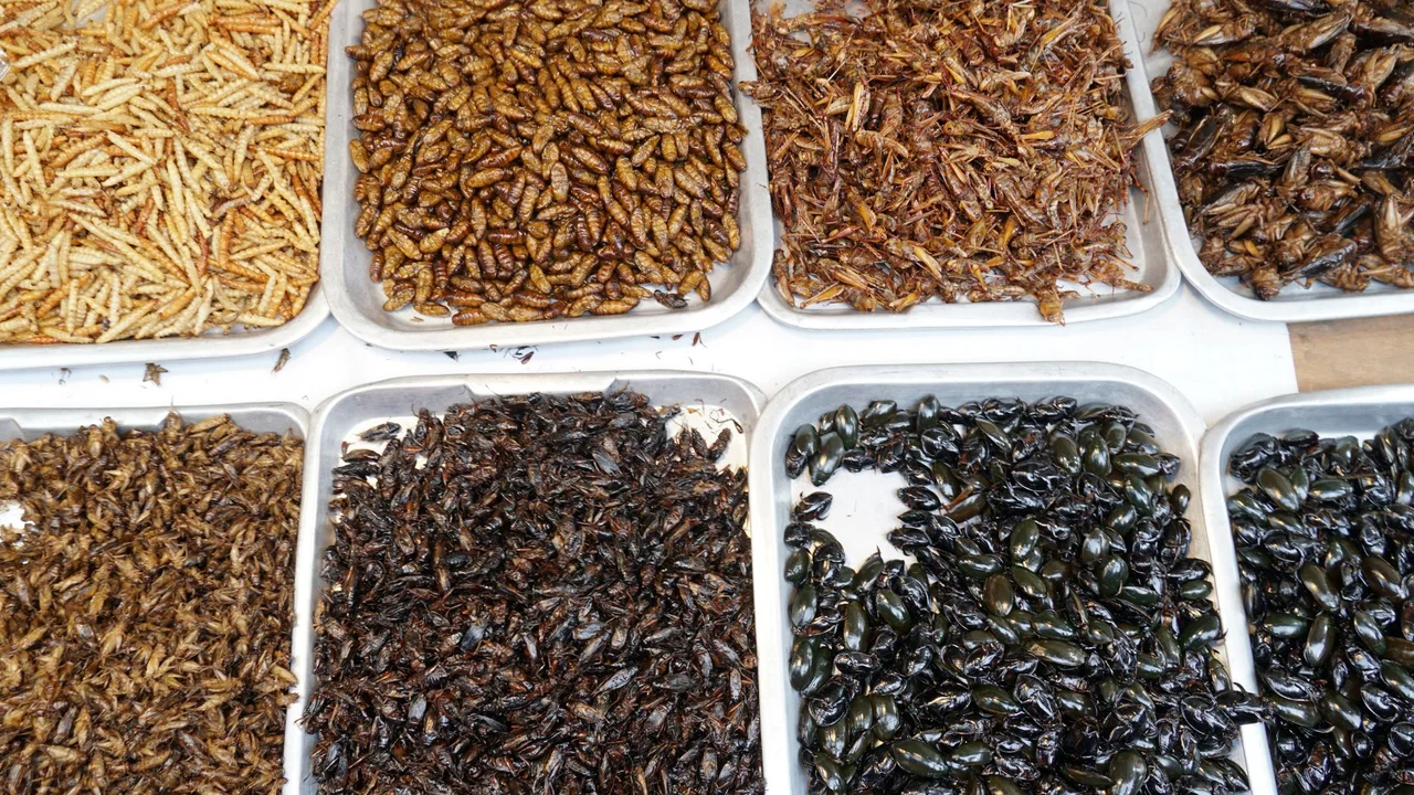 Protein Basics Made Simple | Foodtech Now!